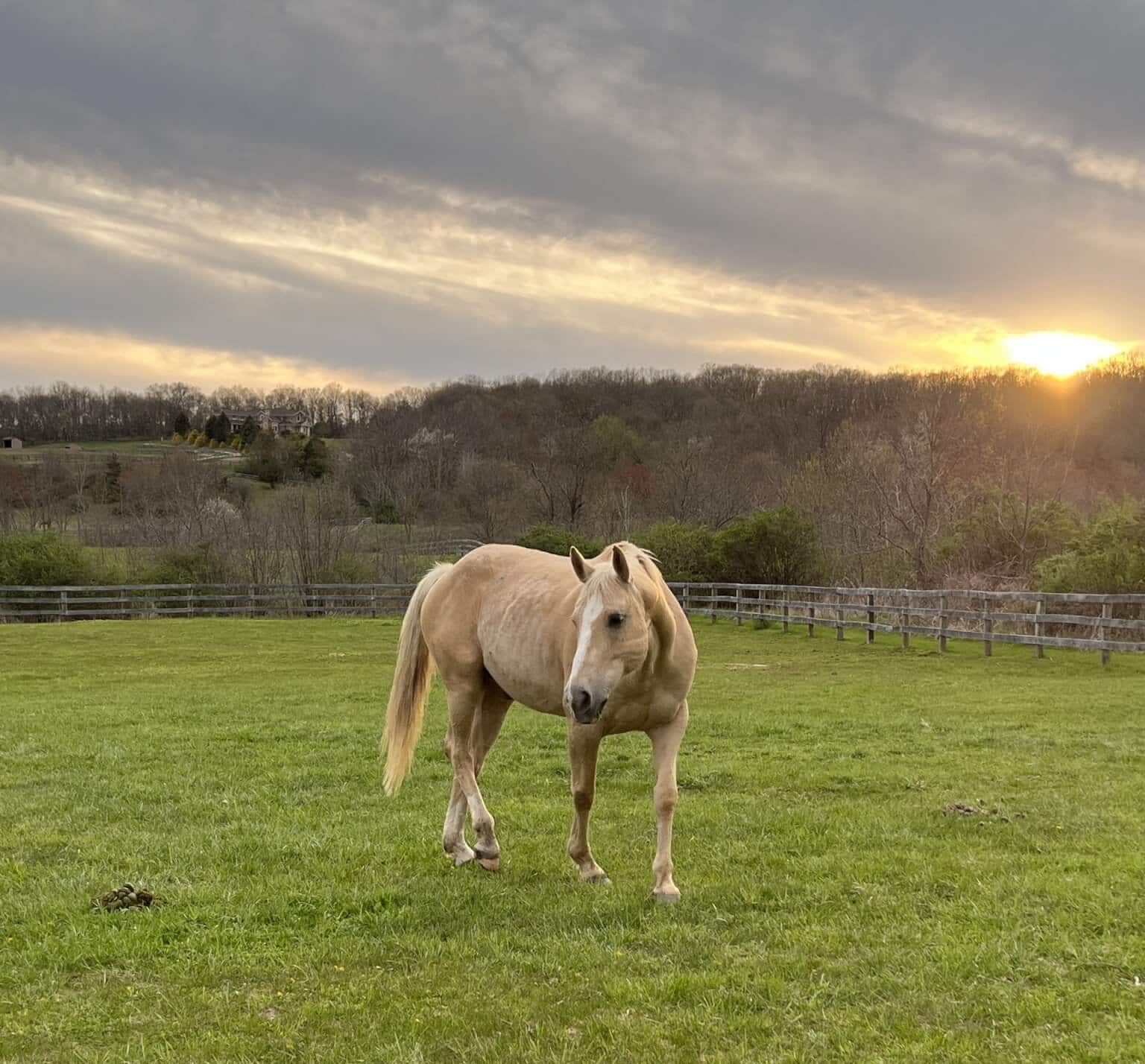 Being Present - 13 Hands Equine Rescue Inc.