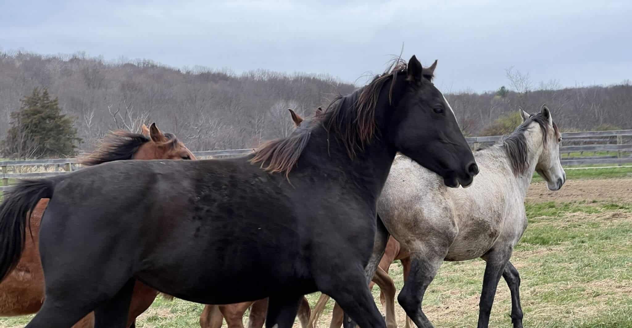 Post #13-Champions! - 13 Hands