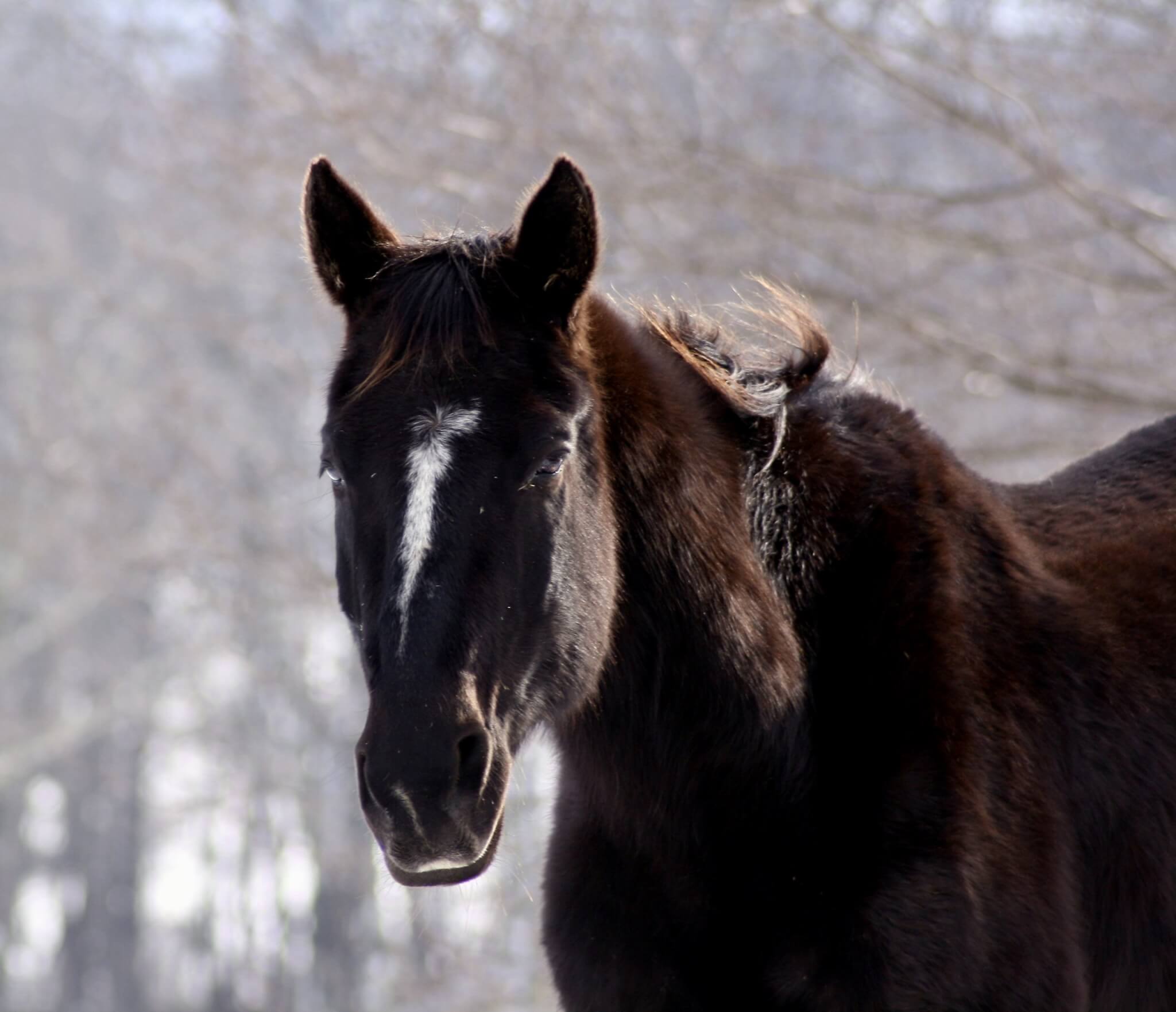 In Celebration of Seniors! - 13 Hands Equine Rescue Inc.