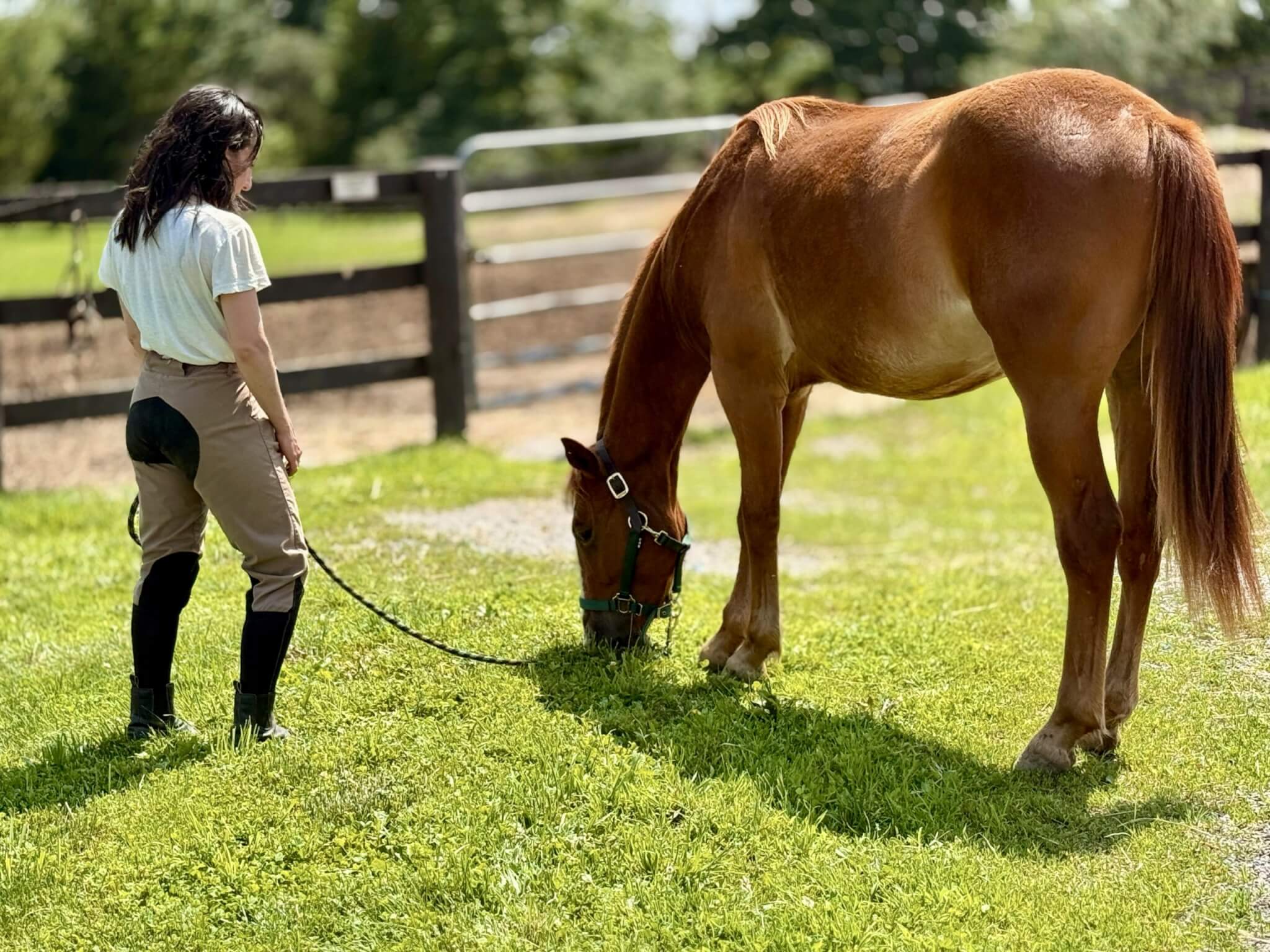 Equine Assisted Experience and Learning Program - 13 Hands Equine ...