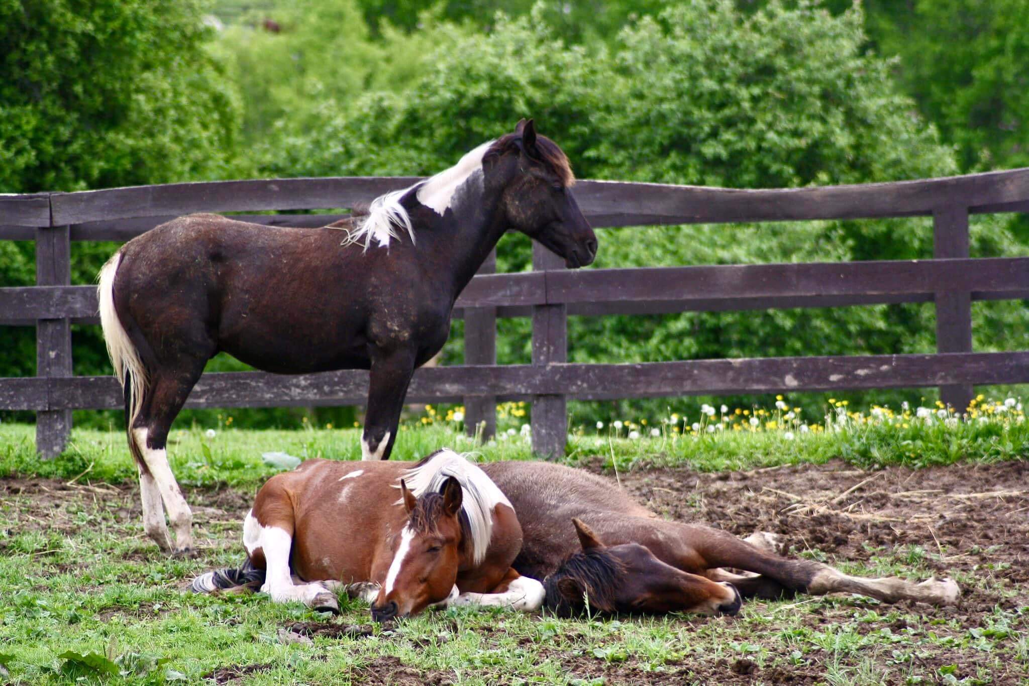 Sanctuary Equines - 13 Hands Equine Rescue Inc.