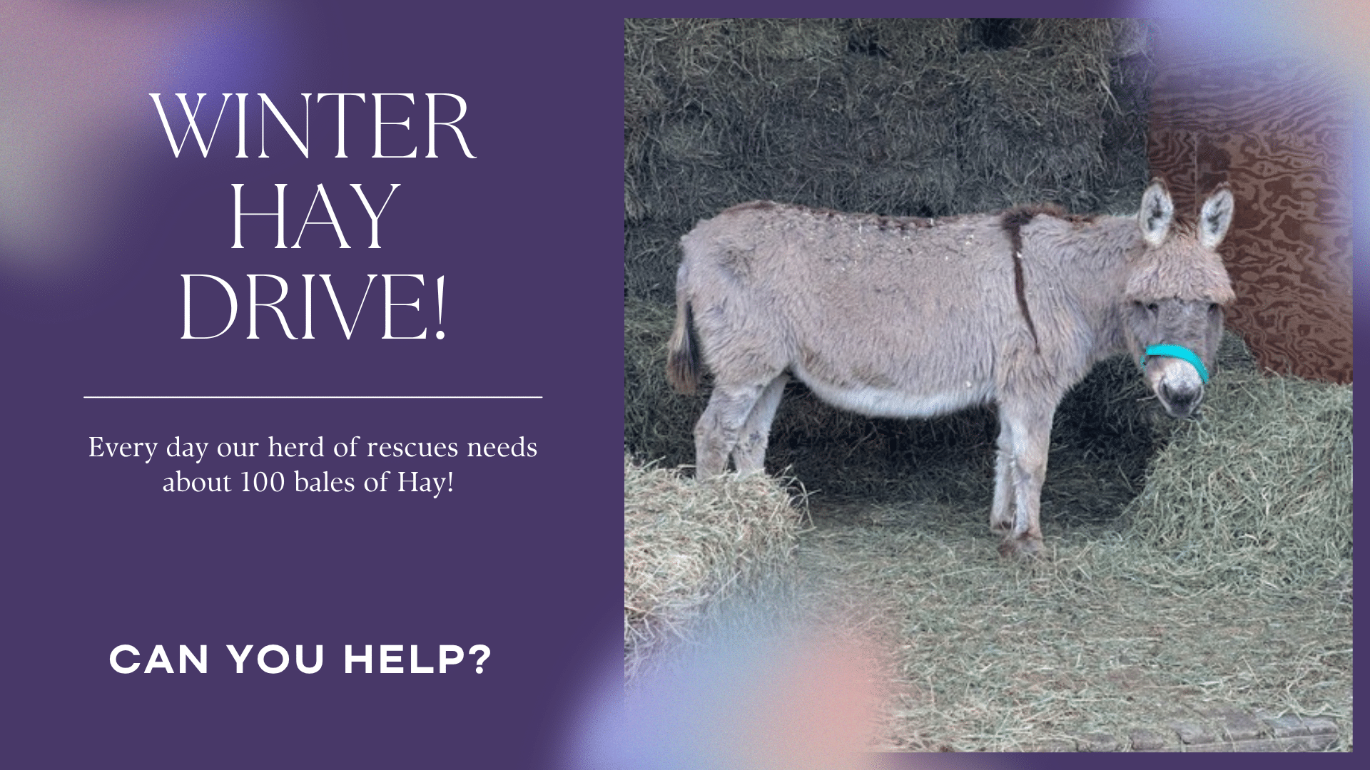 13 Hands Equine Rescue | Rescuing Horses | Changing Futures